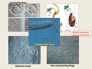 Fungi-Nematode Interaction: Diversity, Ecology and Bio-control Prospects in Agriculture | PPTX