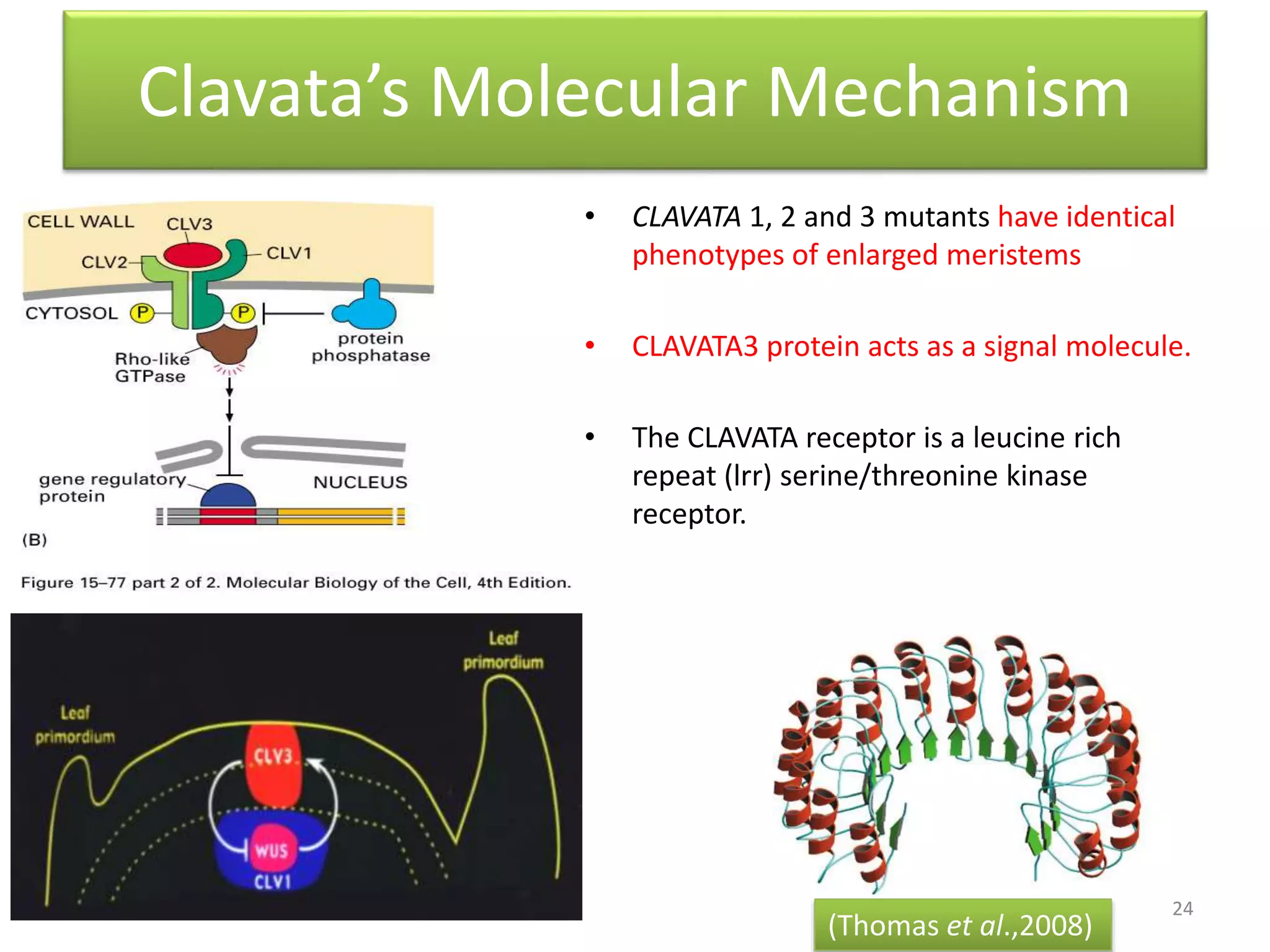 Molecular Analysis Of SAM & RAM | PPTX