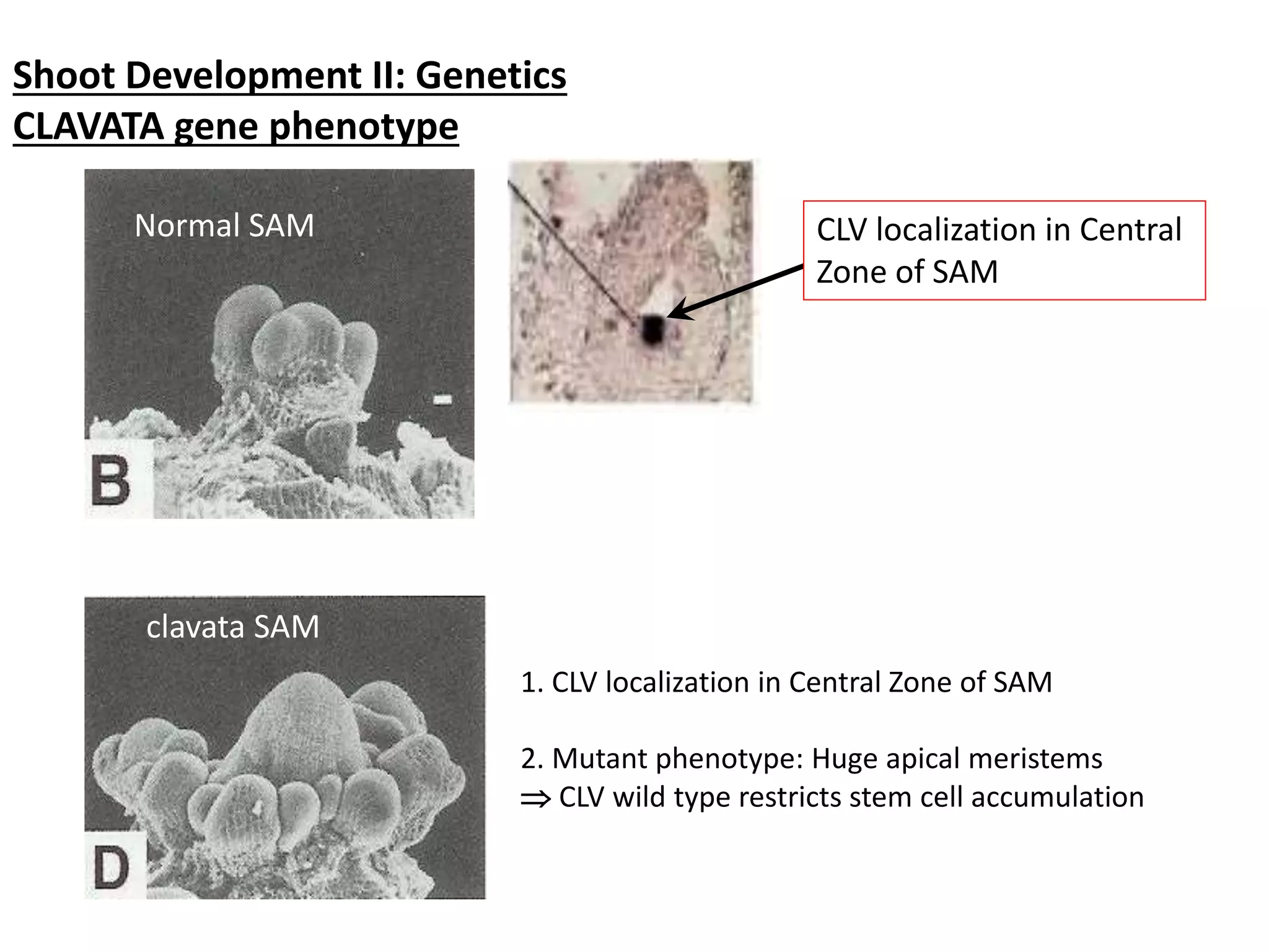 Molecular Analysis Of SAM & RAM | PPTX