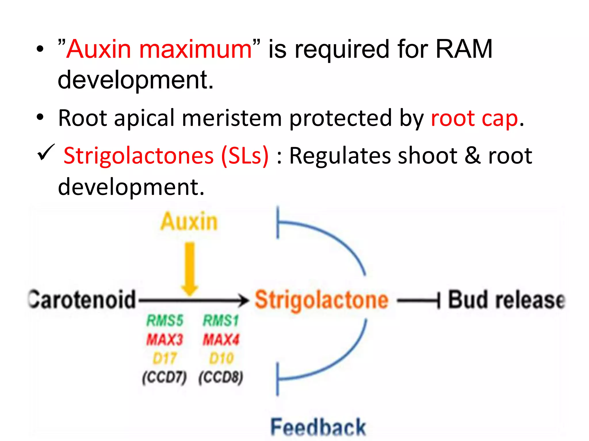 Molecular Analysis Of SAM & RAM | PPTX