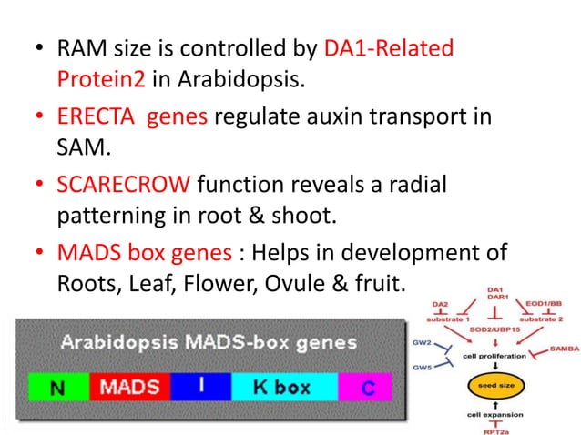 Molecular Analysis Of SAM & RAM | PPTX