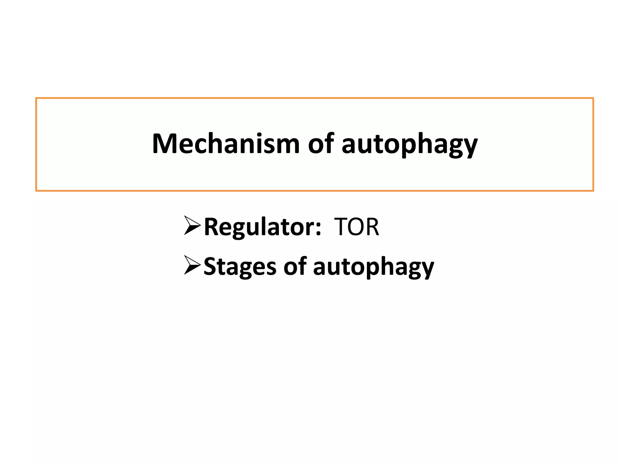 Autophagy and its role in plants - By Tilak I S, Dept. of Biotechnology ...