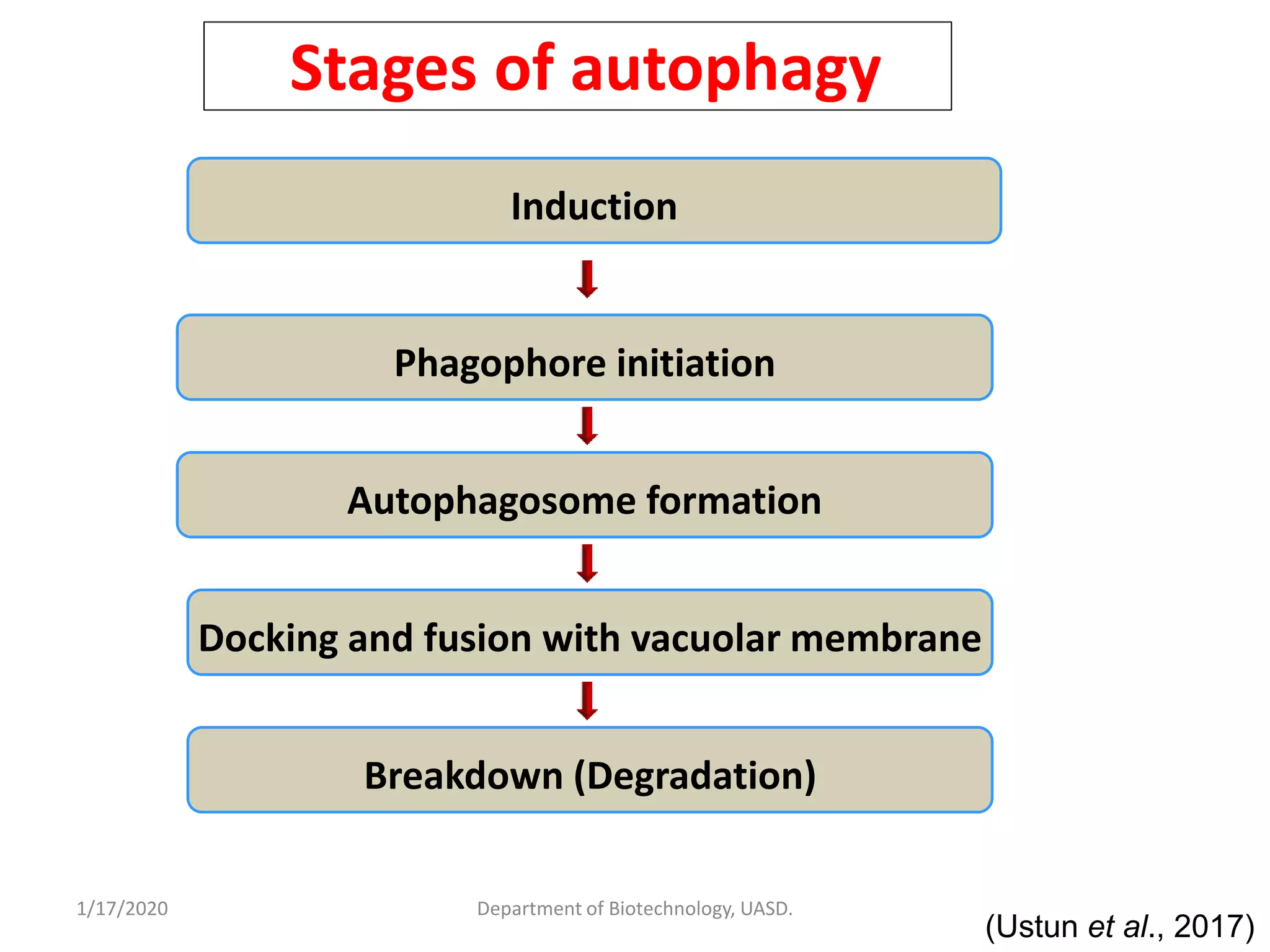 Autophagy and its role in plants - By Tilak I S, Dept. of Biotechnology ...