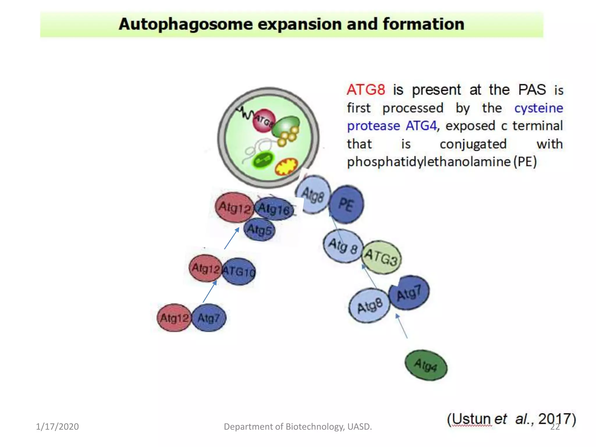 Autophagy and its role in plants - By Tilak I S, Dept. of Biotechnology ...