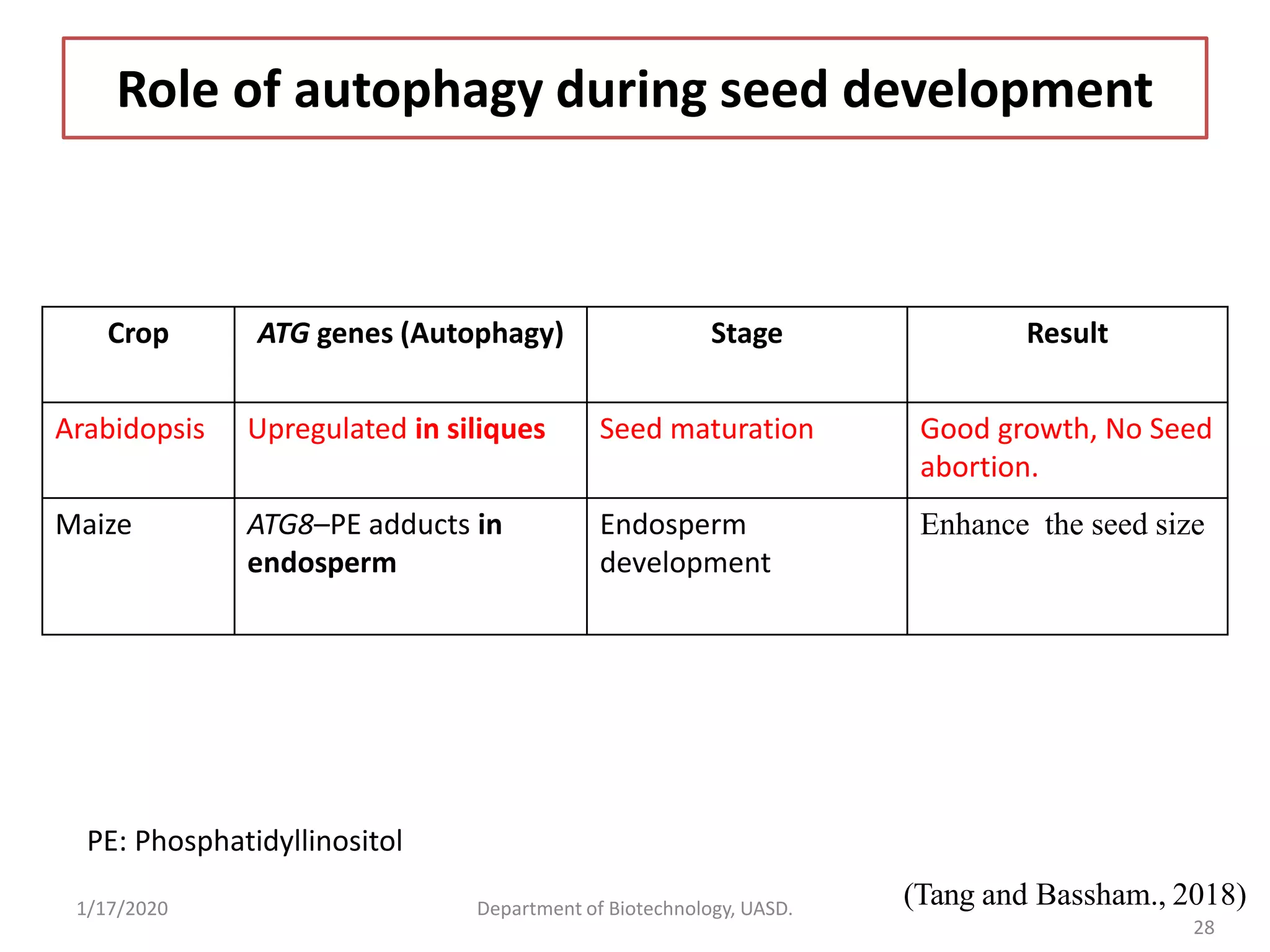 Autophagy and its role in plants - By Tilak I S, Dept. of Biotechnology ...