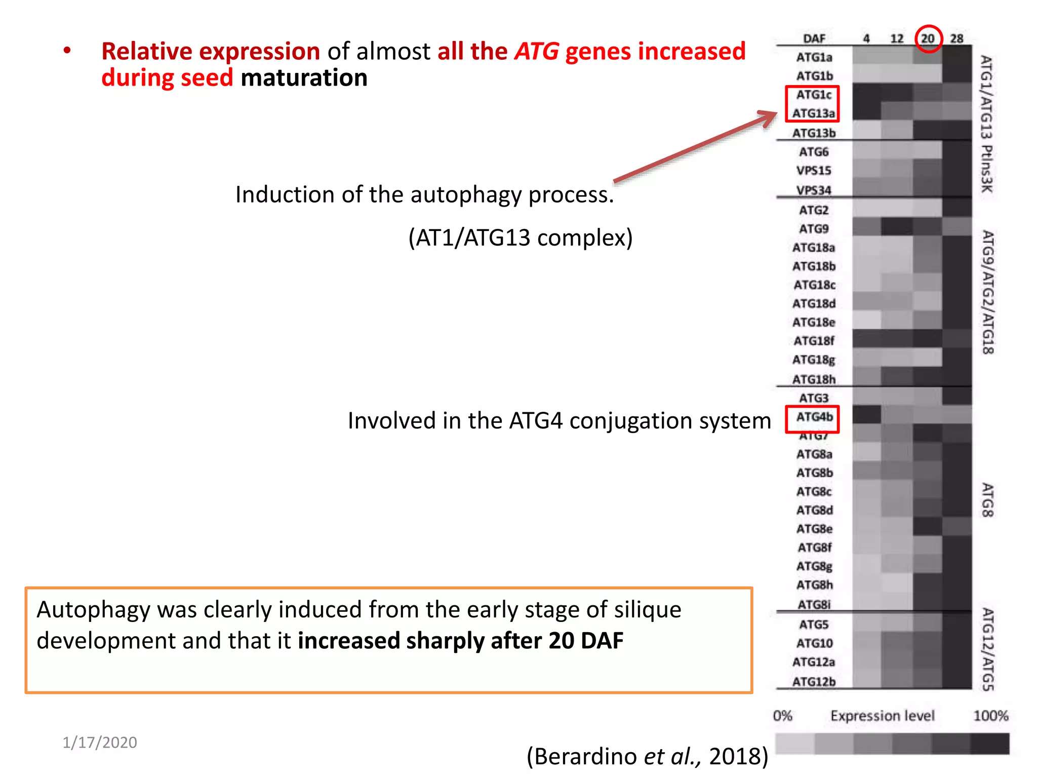 Autophagy and its role in plants - By Tilak I S, Dept. of Biotechnology ...
