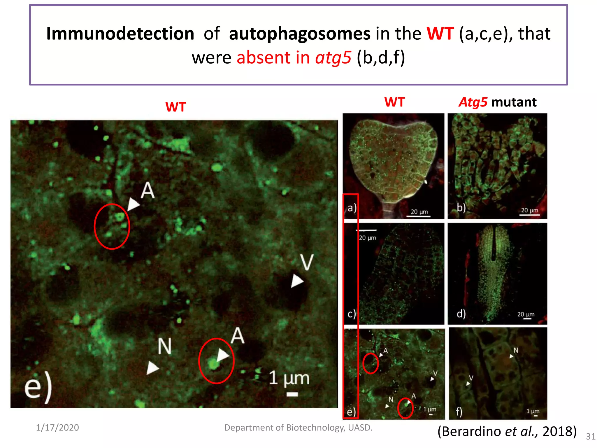 Autophagy and its role in plants - By Tilak I S, Dept. of Biotechnology ...