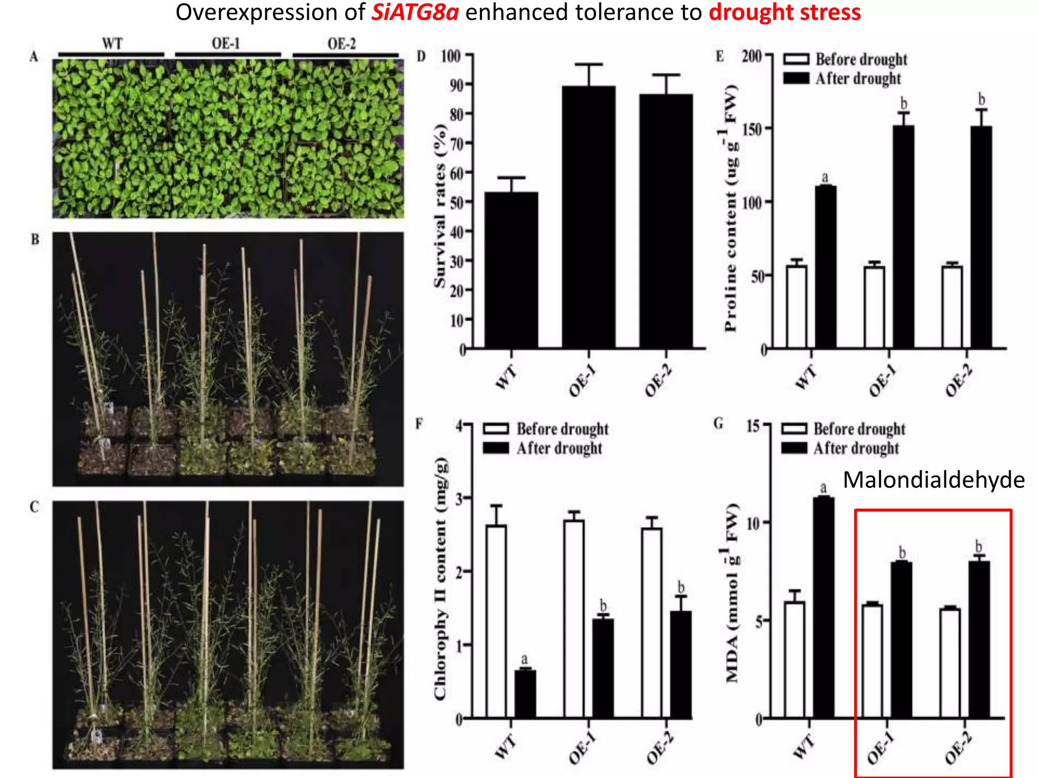 Autophagy and its role in plants - By Tilak I S, Dept. of Biotechnology ...