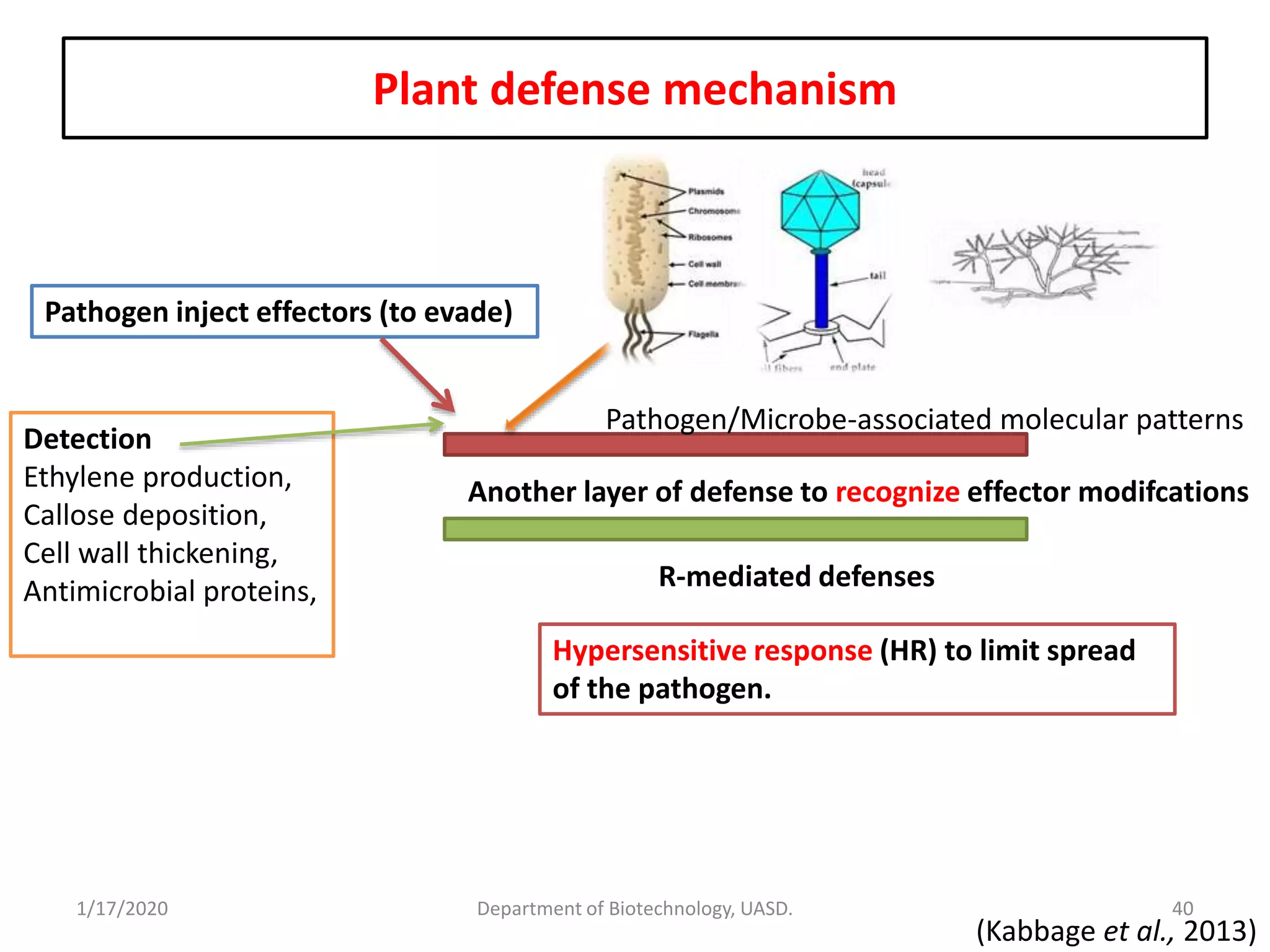 Autophagy and its role in plants - By Tilak I S, Dept. of Biotechnology ...