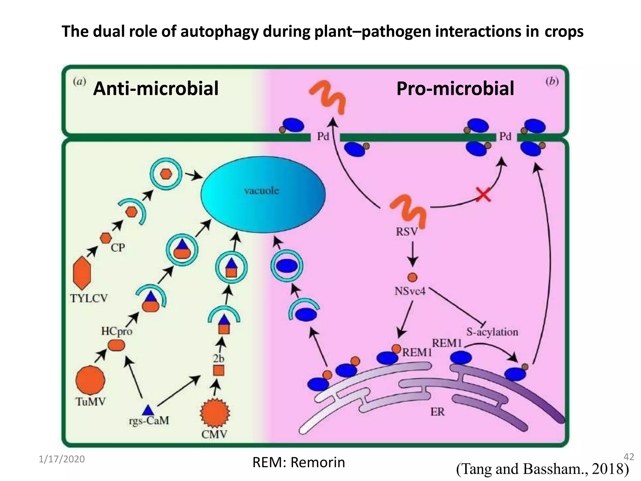 Autophagy and its role in plants - By Tilak I S, Dept. of Biotechnology ...