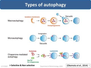Autophagy and its role in plants - By Tilak I S, Dept. of Biotechnology ...