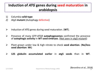 Autophagy and its role in plants - By Tilak I S, Dept. of Biotechnology ...