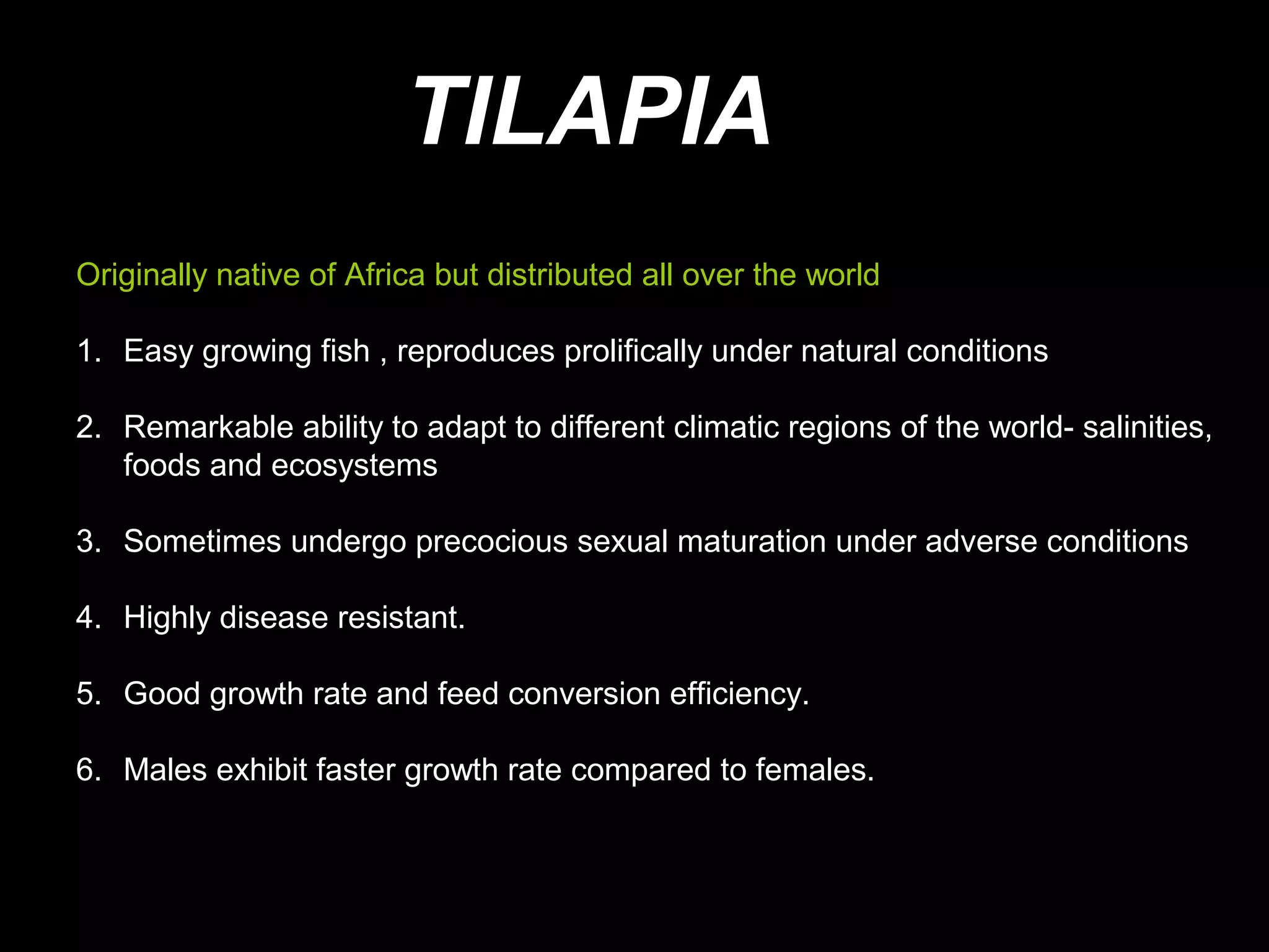 Tilapia | PPT