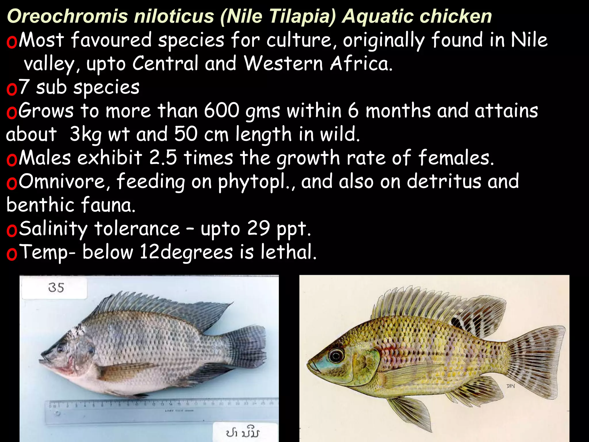 Tilapia | PPT