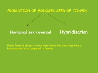 Tilapia | PPT