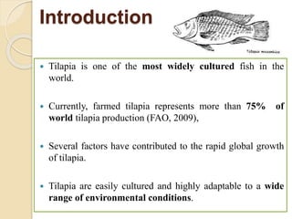 Tilapia bio & cul jitendra | PPTX