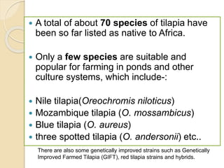 Tilapia bio & cul jitendra | PPTX