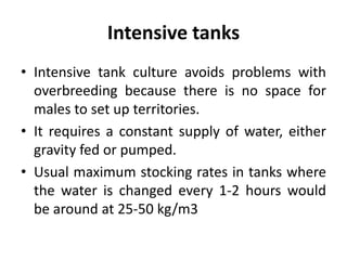 Tilapia culture1.pptx