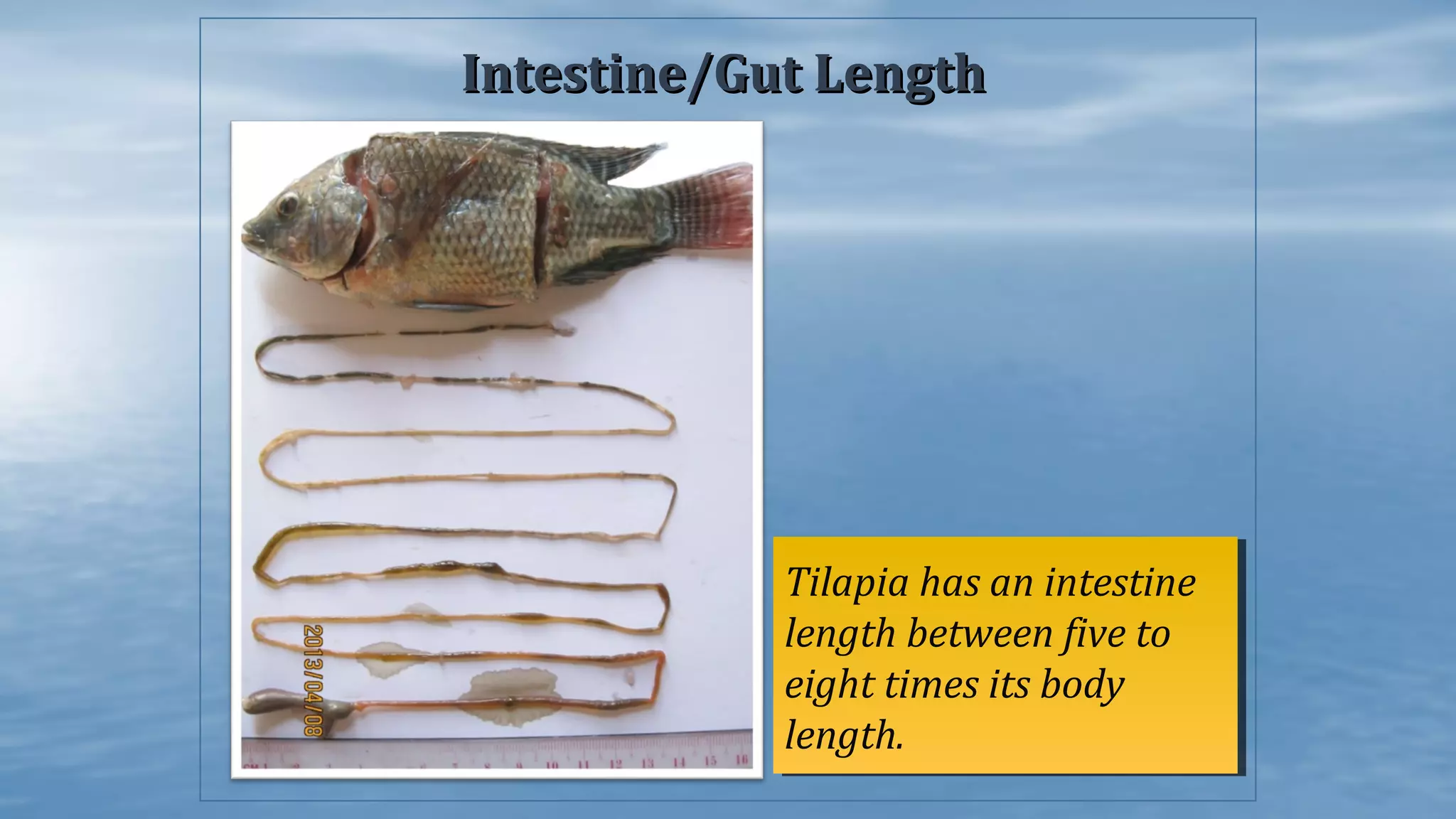 Tilapia Hatchery Management and Fingerling Production | PPT