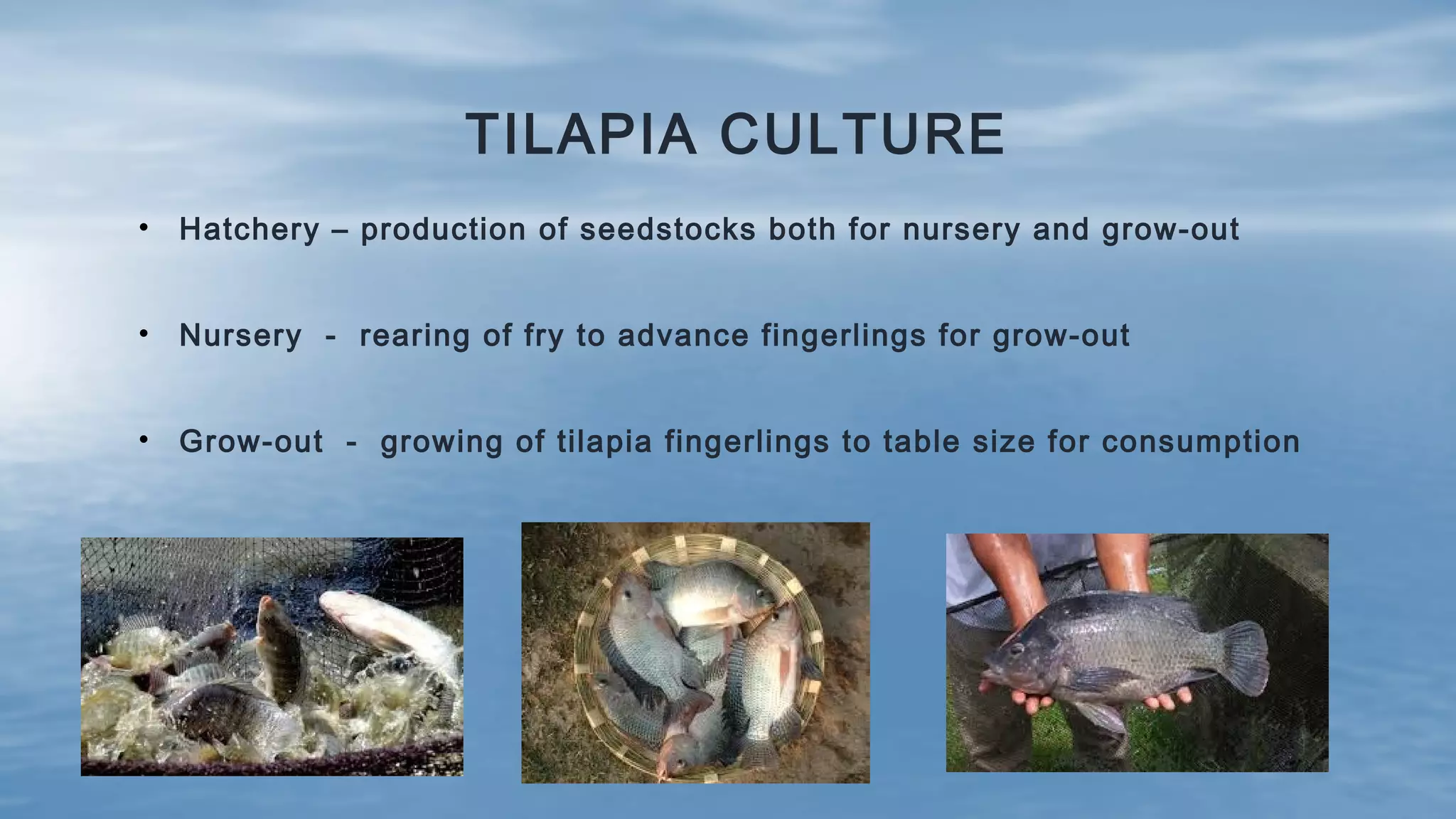 Tilapia Hatchery Management and Fingerling Production | PPT