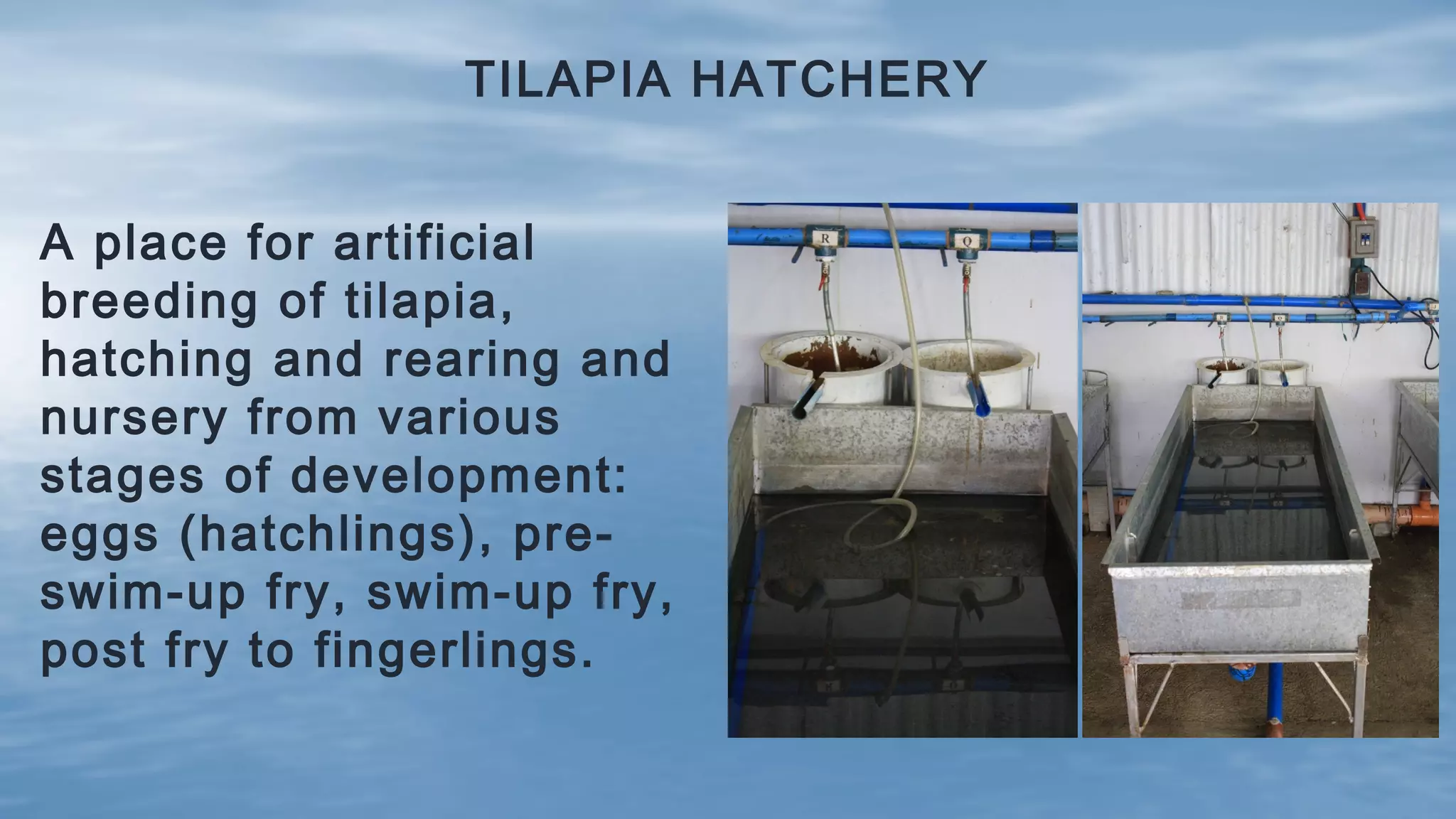 Tilapia Hatchery Management and Fingerling Production | PPT