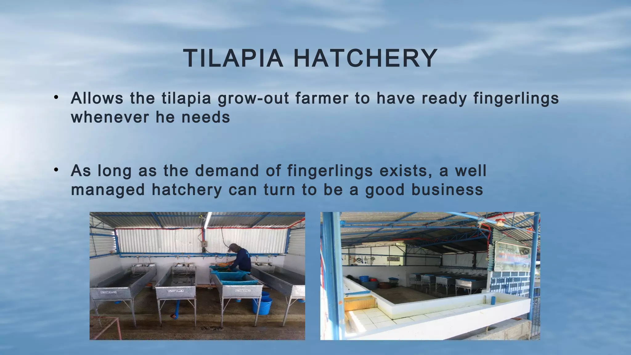 Tilapia Hatchery Management and Fingerling Production | PPT