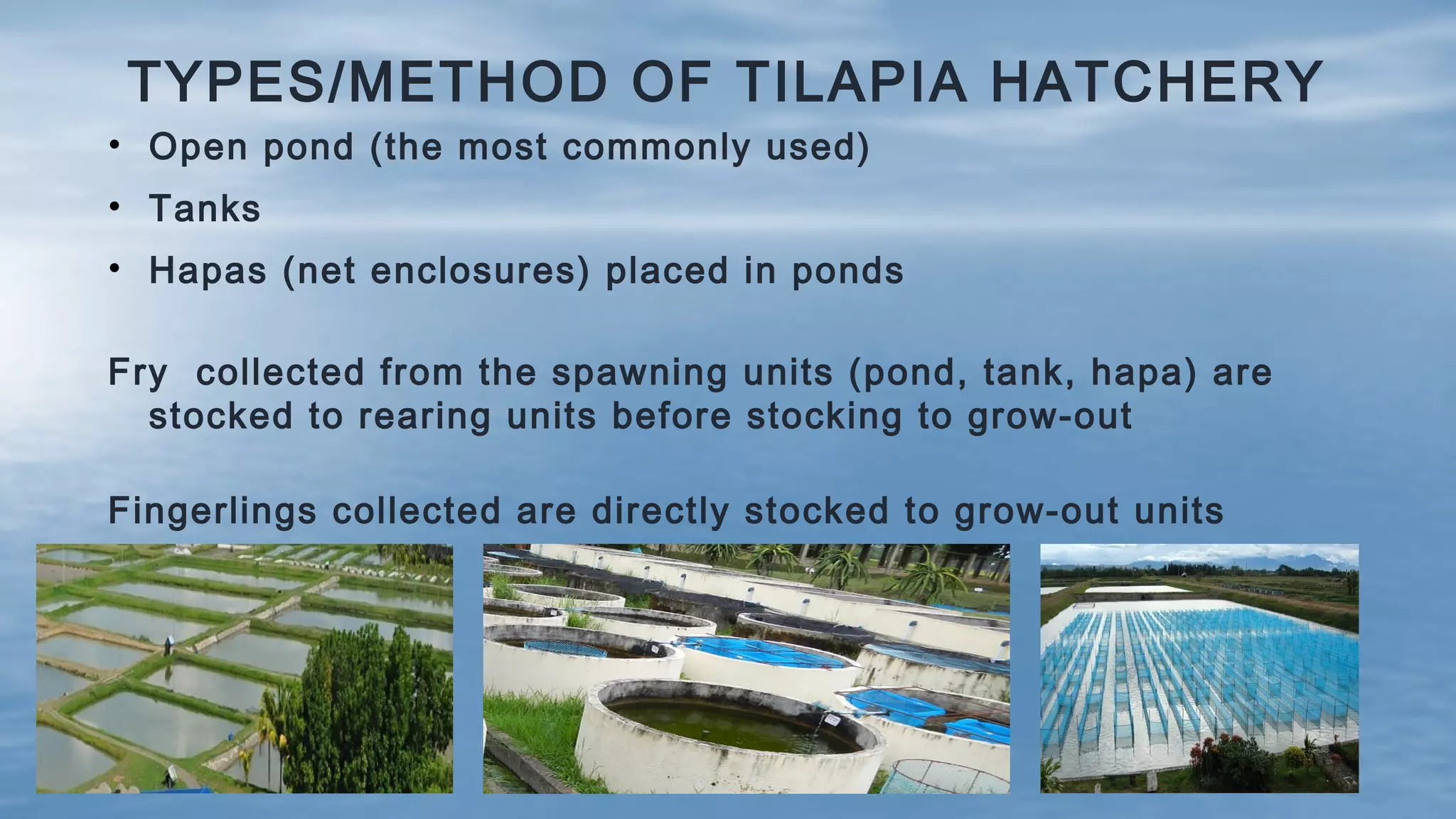 Tilapia Hatchery Management and Fingerling Production | PPT