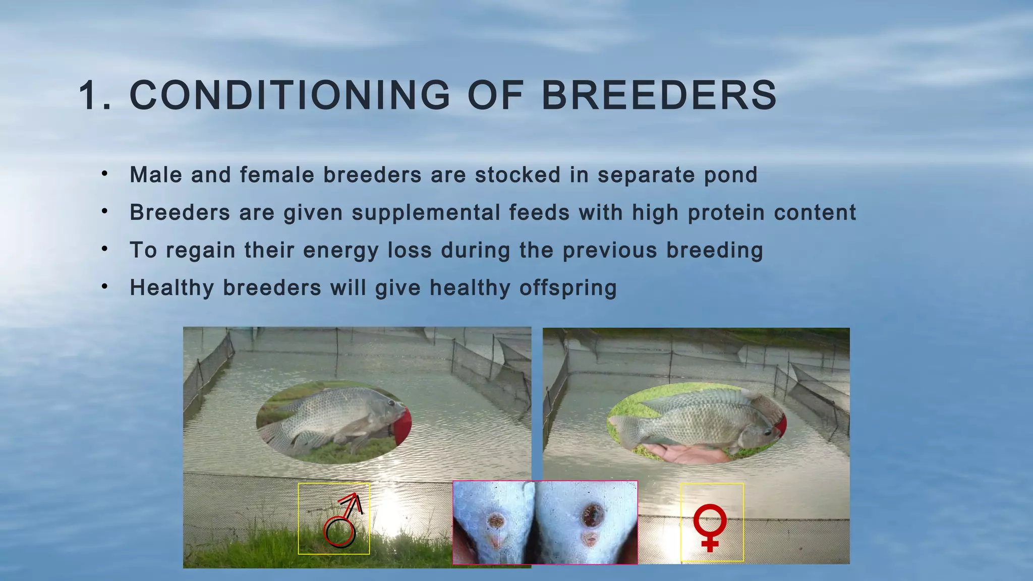 Tilapia Hatchery Management and Fingerling Production | PPT