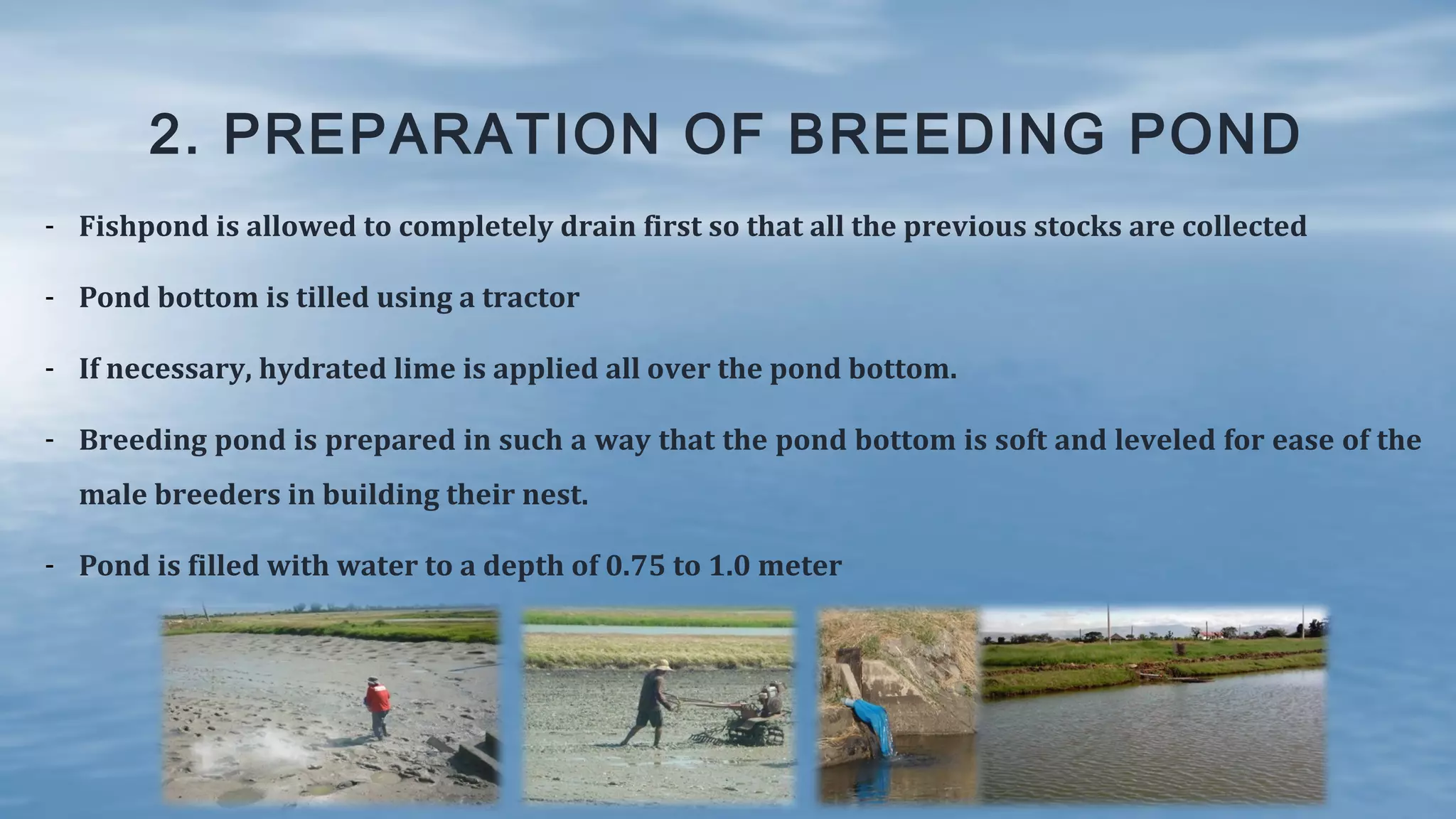 Tilapia Hatchery Management and Fingerling Production | PPT