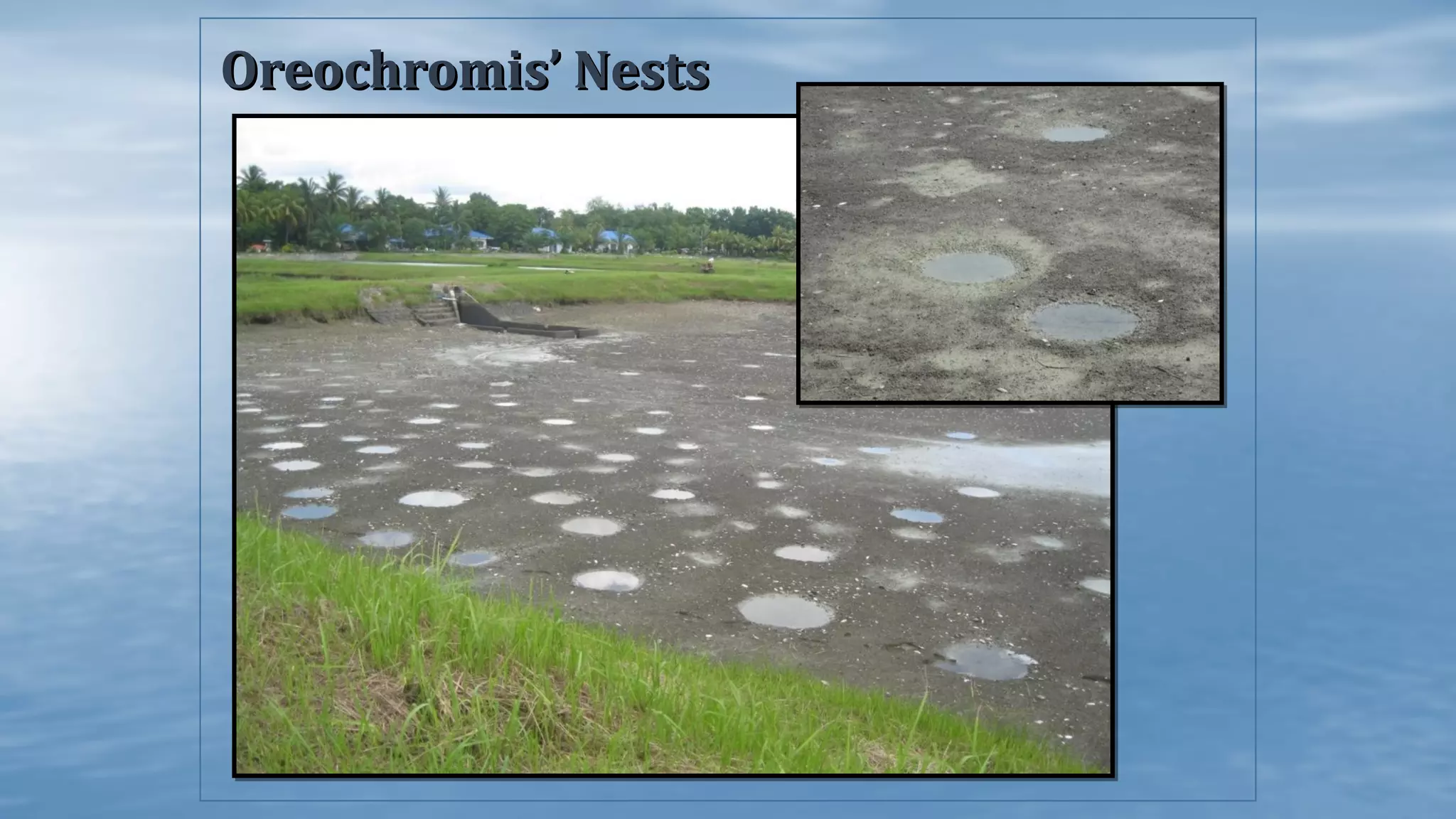 Tilapia Hatchery Management and Fingerling Production | PPT