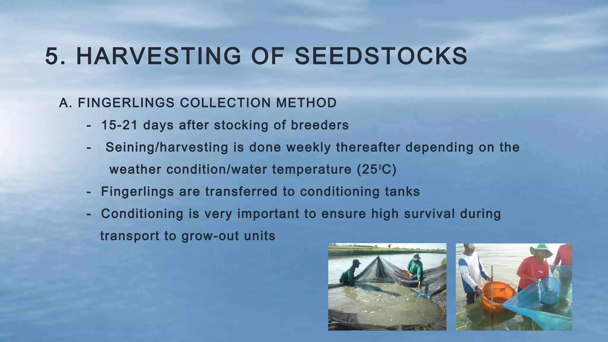 Tilapia Hatchery Management and Fingerling Production | PPT