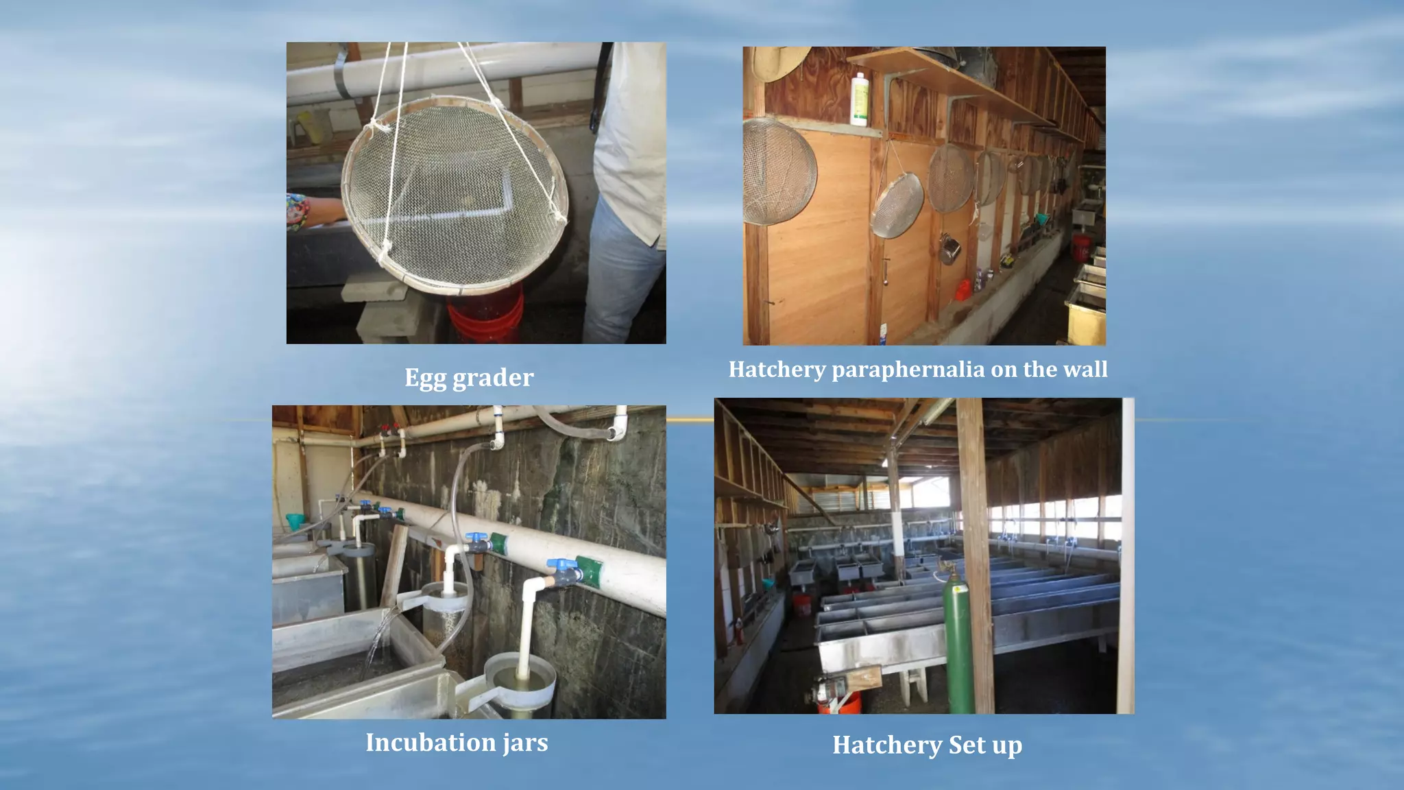 Tilapia Hatchery Management and Fingerling Production | PPT