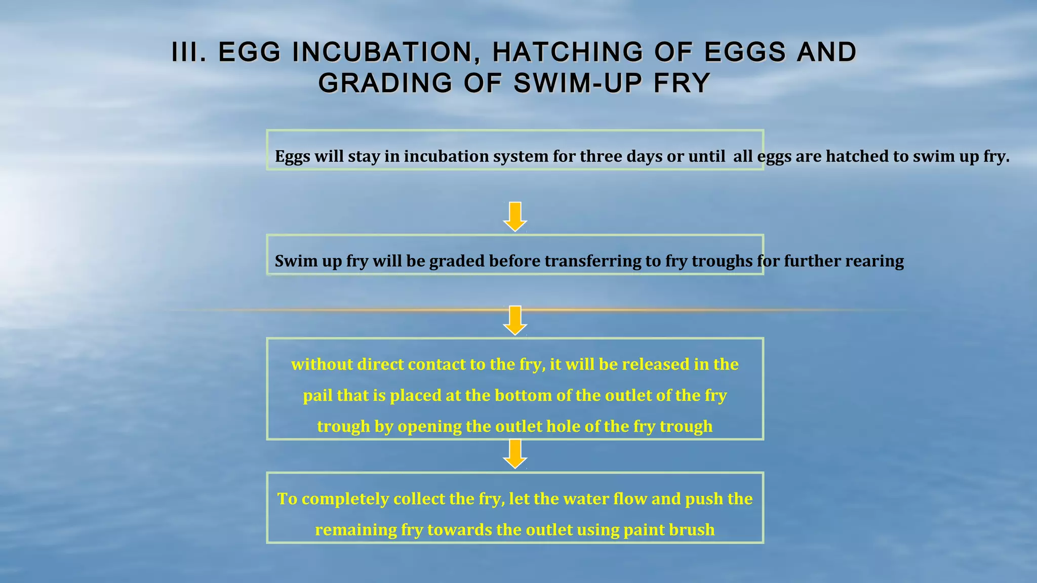 Tilapia Hatchery Management and Fingerling Production | PPT