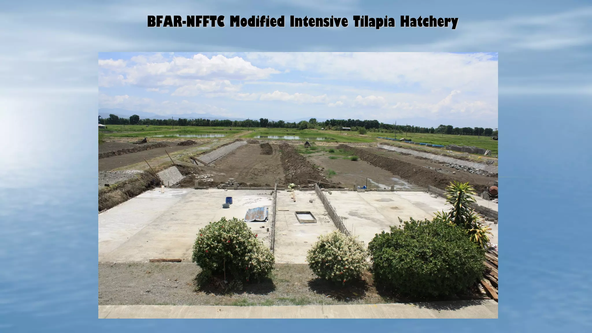 Tilapia Hatchery Management and Fingerling Production | PPT