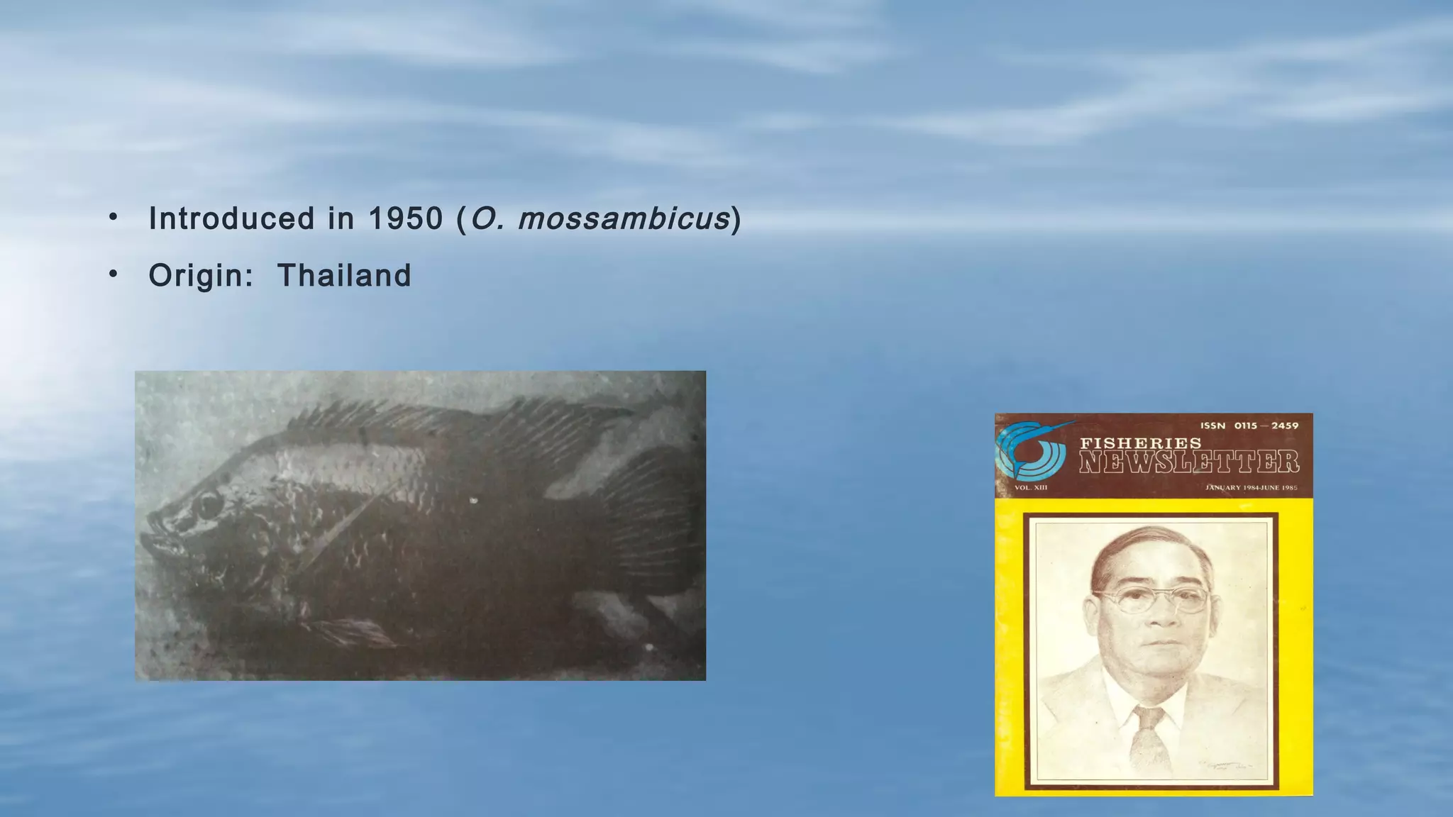 Tilapia Hatchery Management and Fingerling Production | PPT