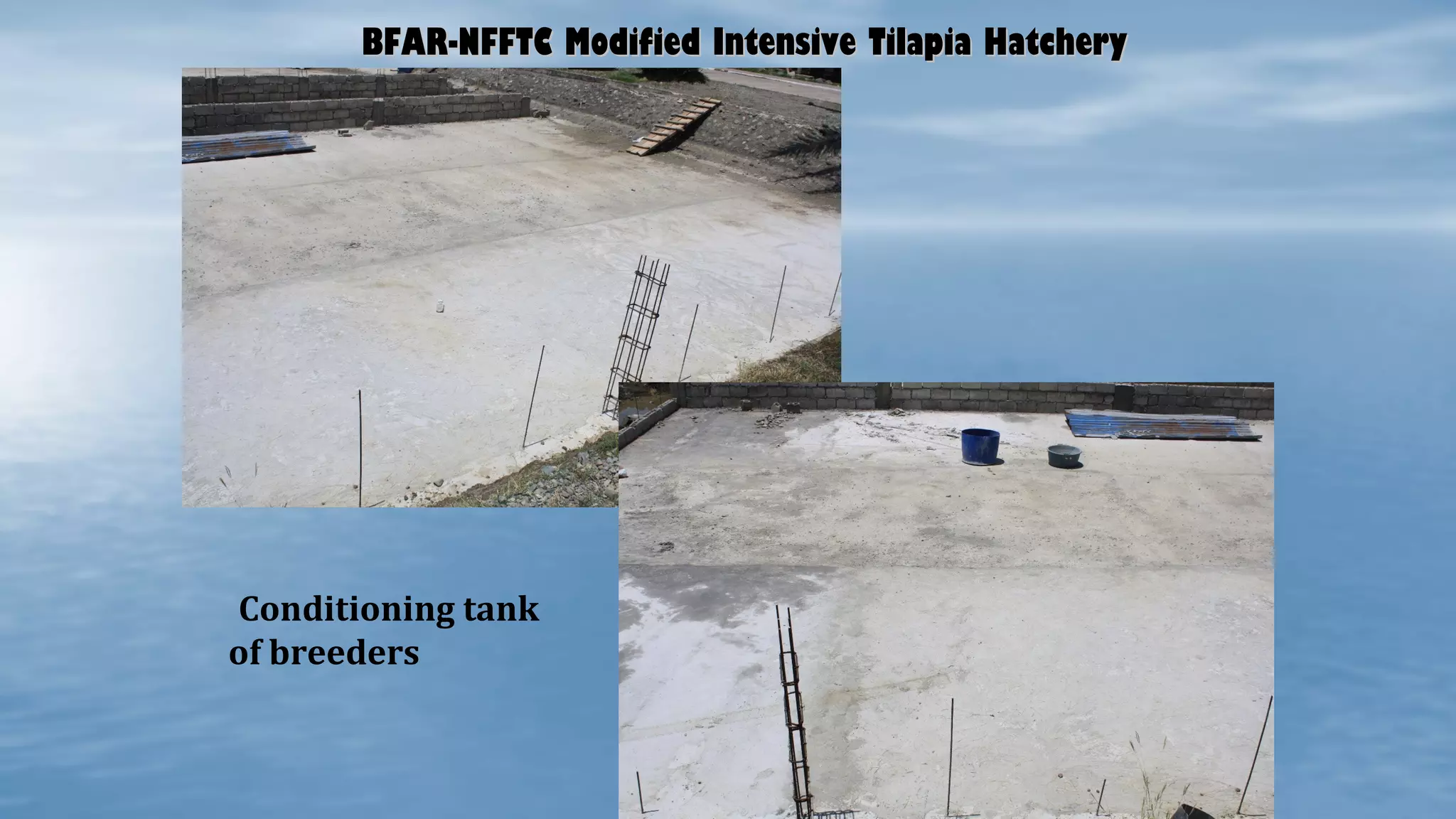 Tilapia Hatchery Management and Fingerling Production | PPT