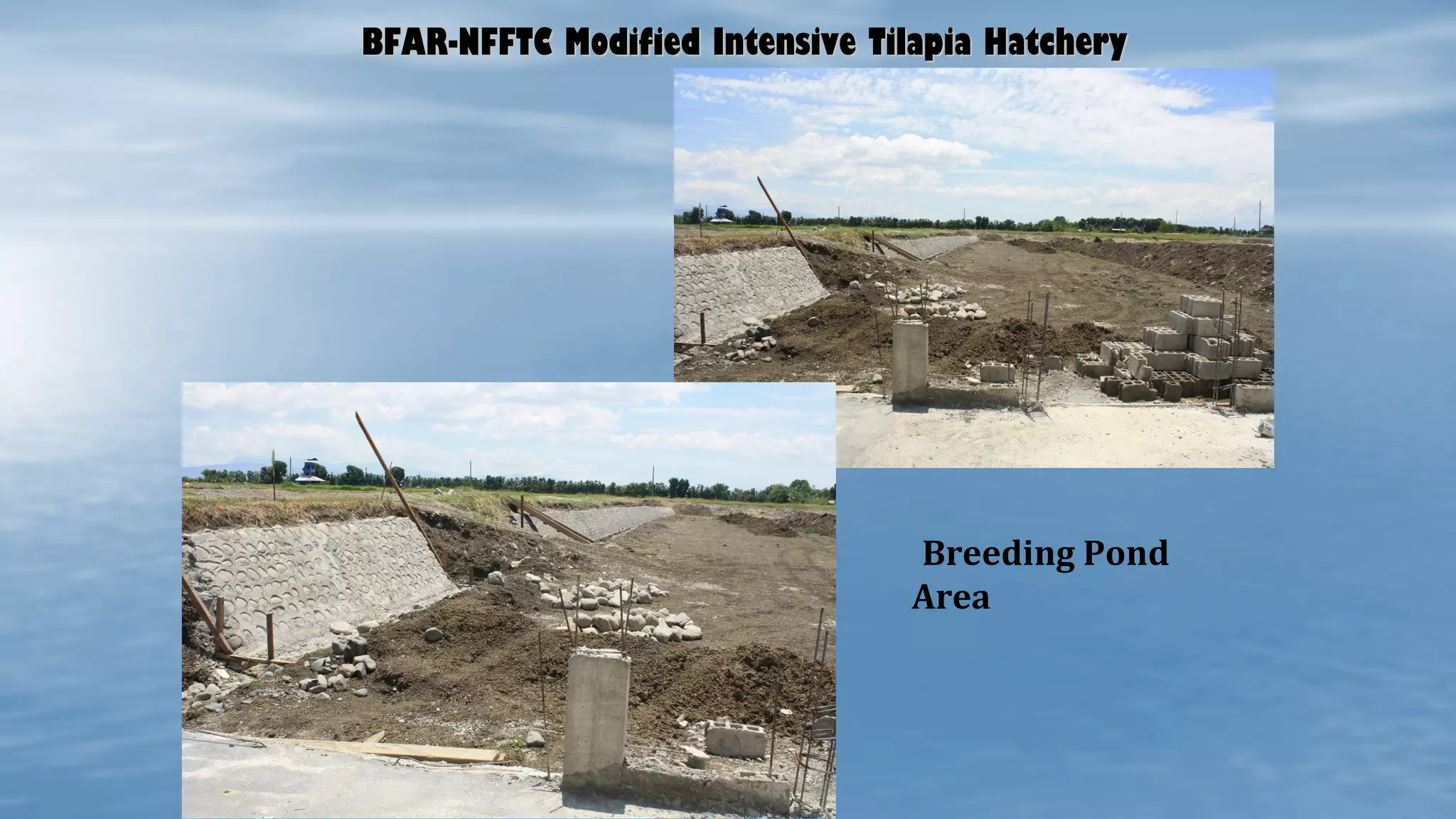 Tilapia Hatchery Management and Fingerling Production | PPT