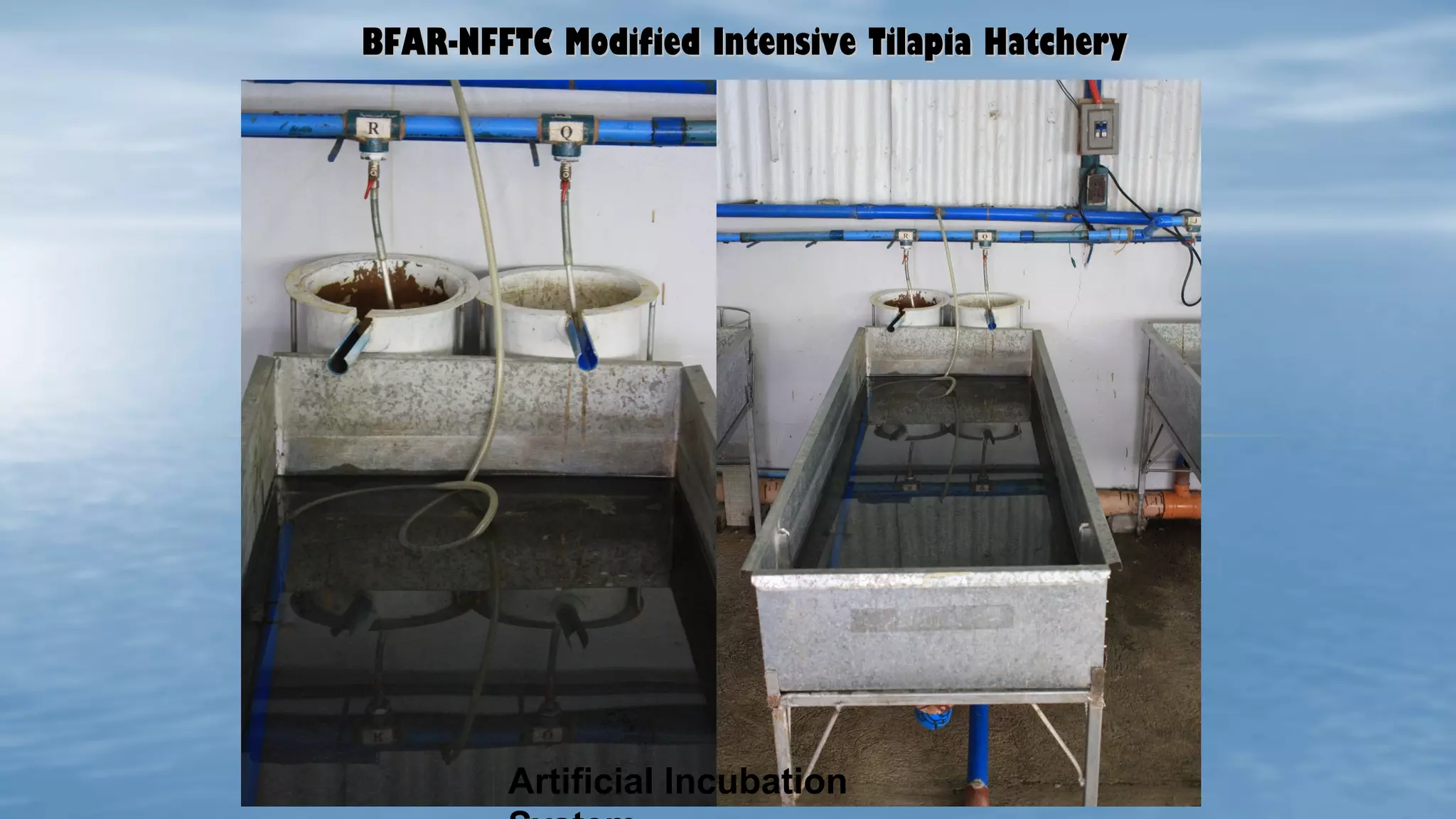 Tilapia Hatchery Management and Fingerling Production | PPT