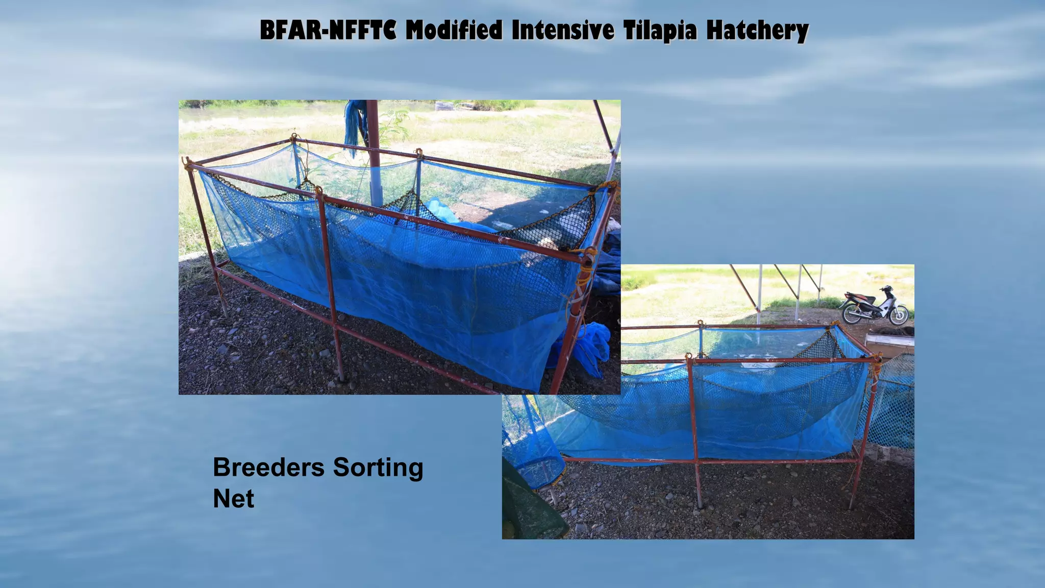 Tilapia Hatchery Management and Fingerling Production | PPT