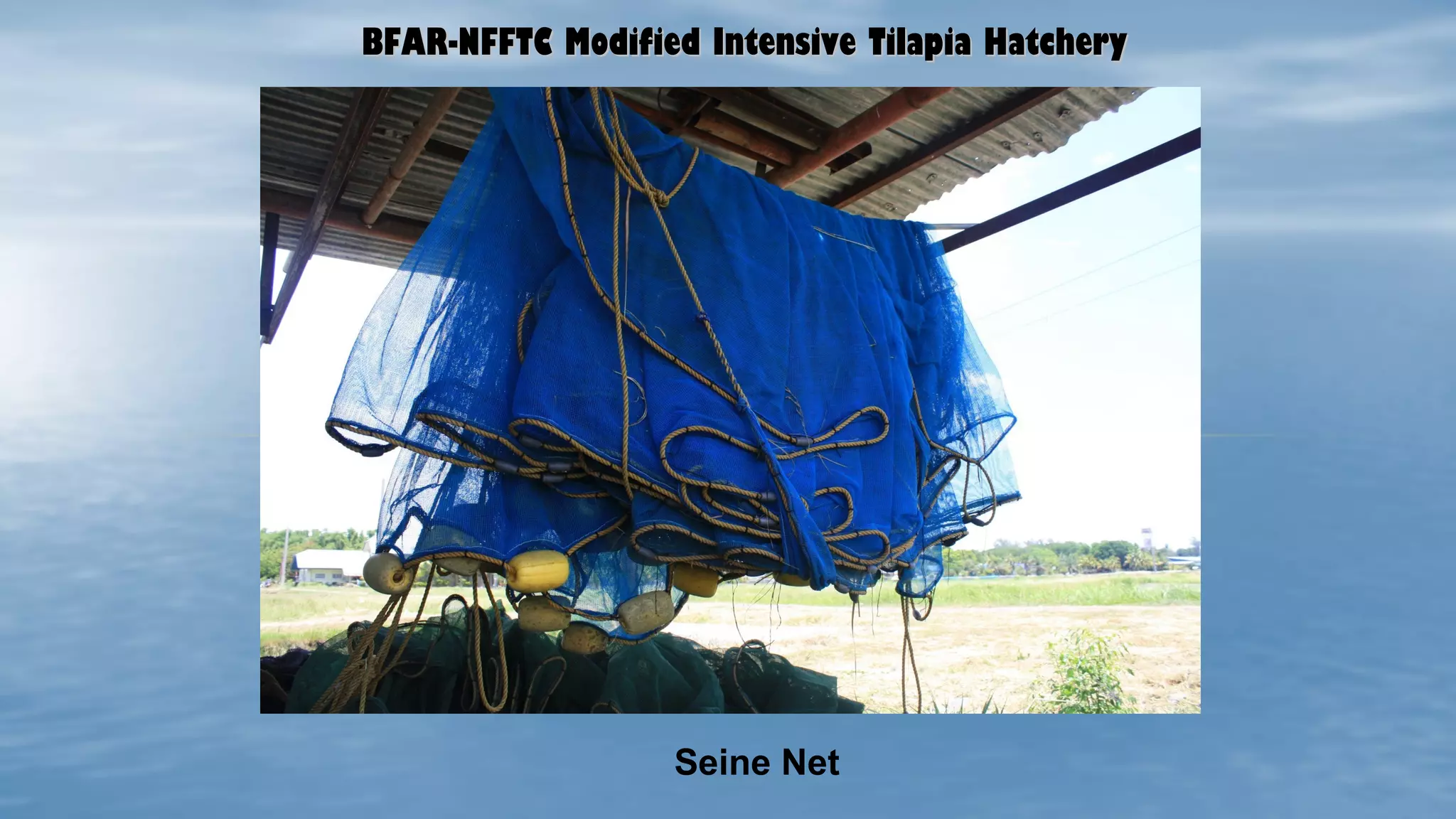 Tilapia Hatchery Management and Fingerling Production | PPT