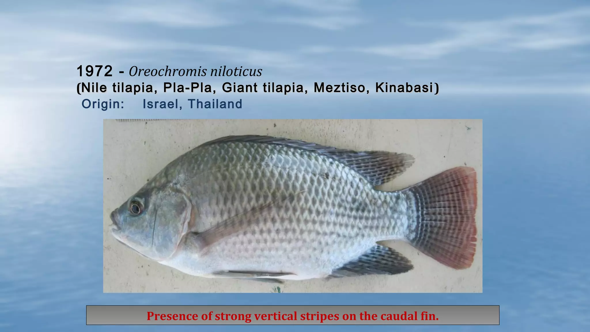 Tilapia Hatchery Management and Fingerling Production | PPT