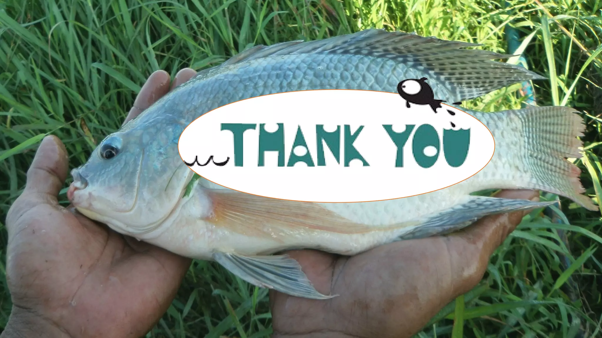 Tilapia Hatchery Management and Fingerling Production | PPT