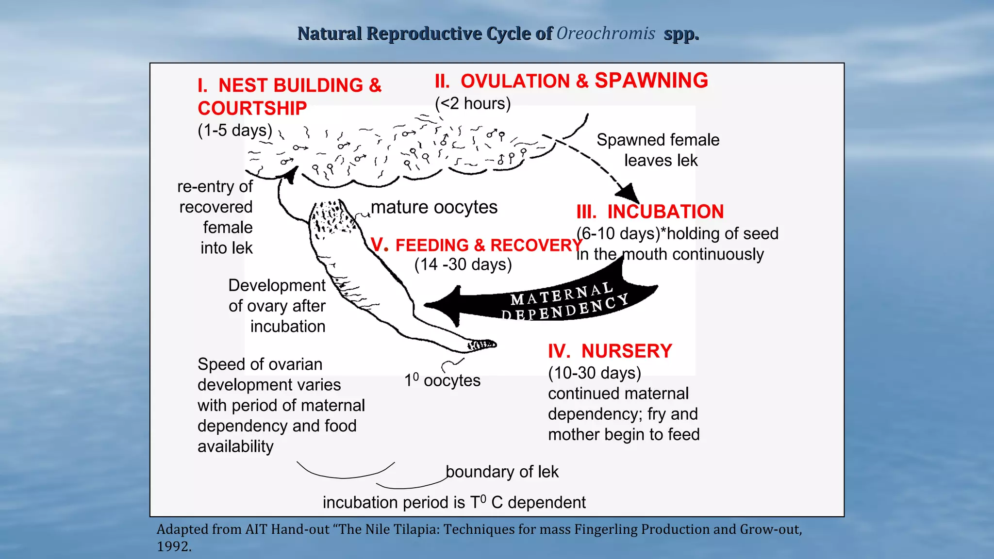 Tilapia Hatchery Management and Fingerling Production | PPT