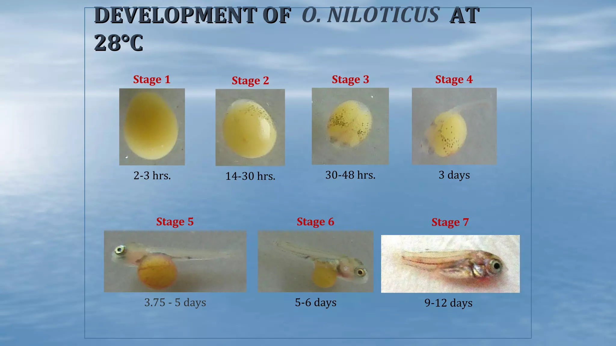 Tilapia Hatchery Management and Fingerling Production | PPT