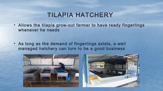 Tilapia Hatchery Management and Fingerling Production | PPT | Fish and ...