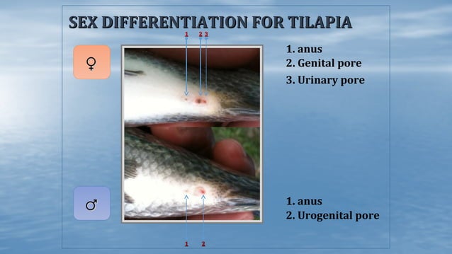 Tilapia Hatchery Management and Fingerling Production | PPT | Fish and ...