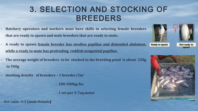 Tilapia Hatchery Management and Fingerling Production | PPT | Fish and ...