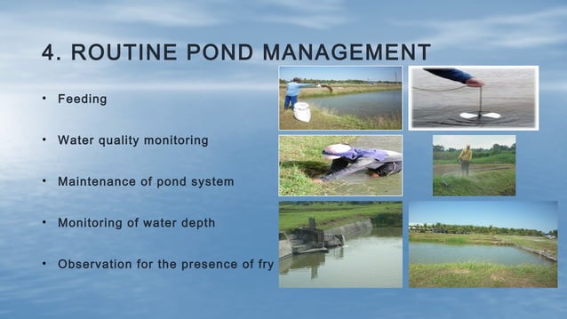 Tilapia Hatchery Management and Fingerling Production | PPT | Fish and ...