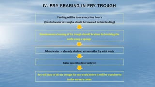 Tilapia Hatchery Management and Fingerling Production | PPT