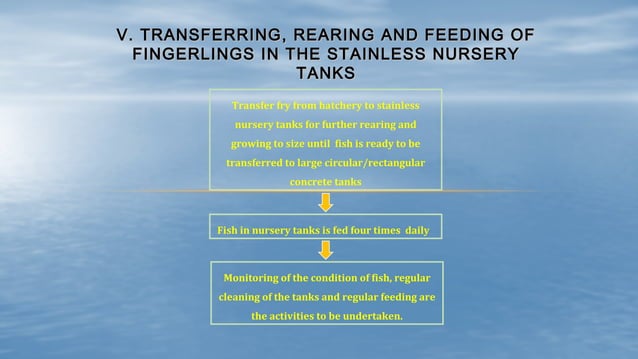Tilapia Hatchery Management and Fingerling Production | PPT | Fish and ...